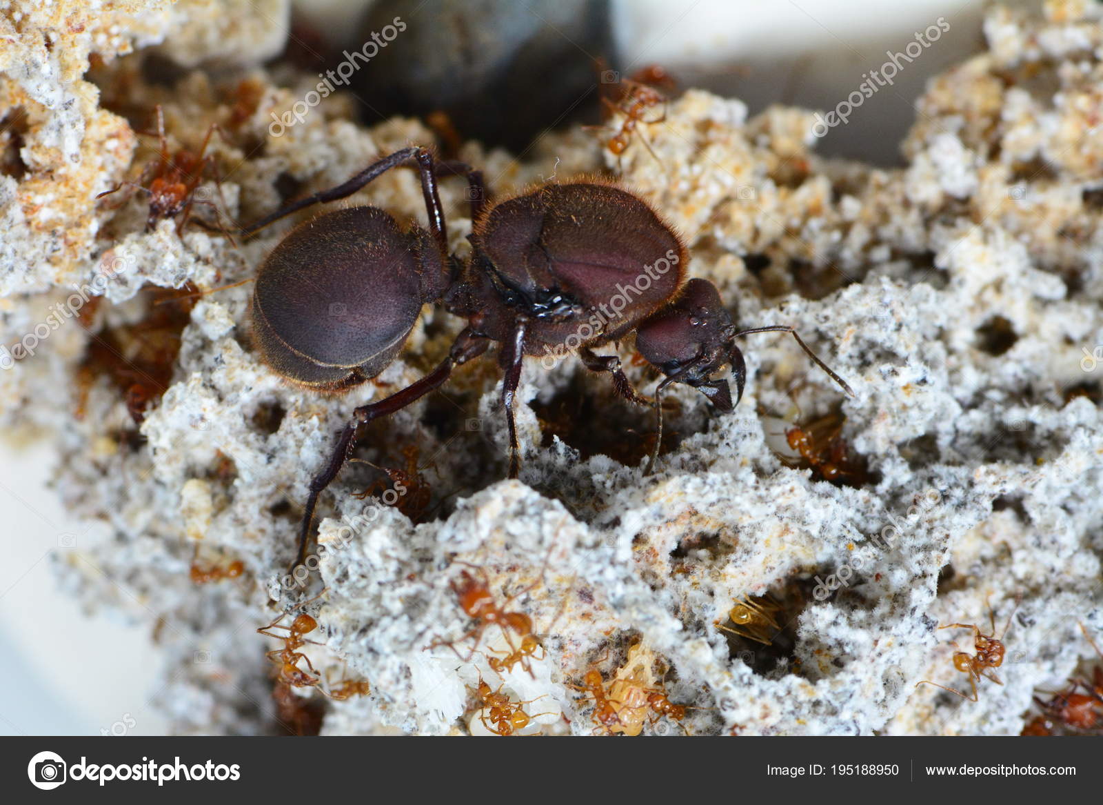 Leaf Cutter Ant Queen