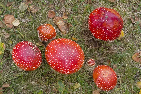 Frutas con hongos Stok Foto, Frutas con hongos Gambar Bebas Royalti ...