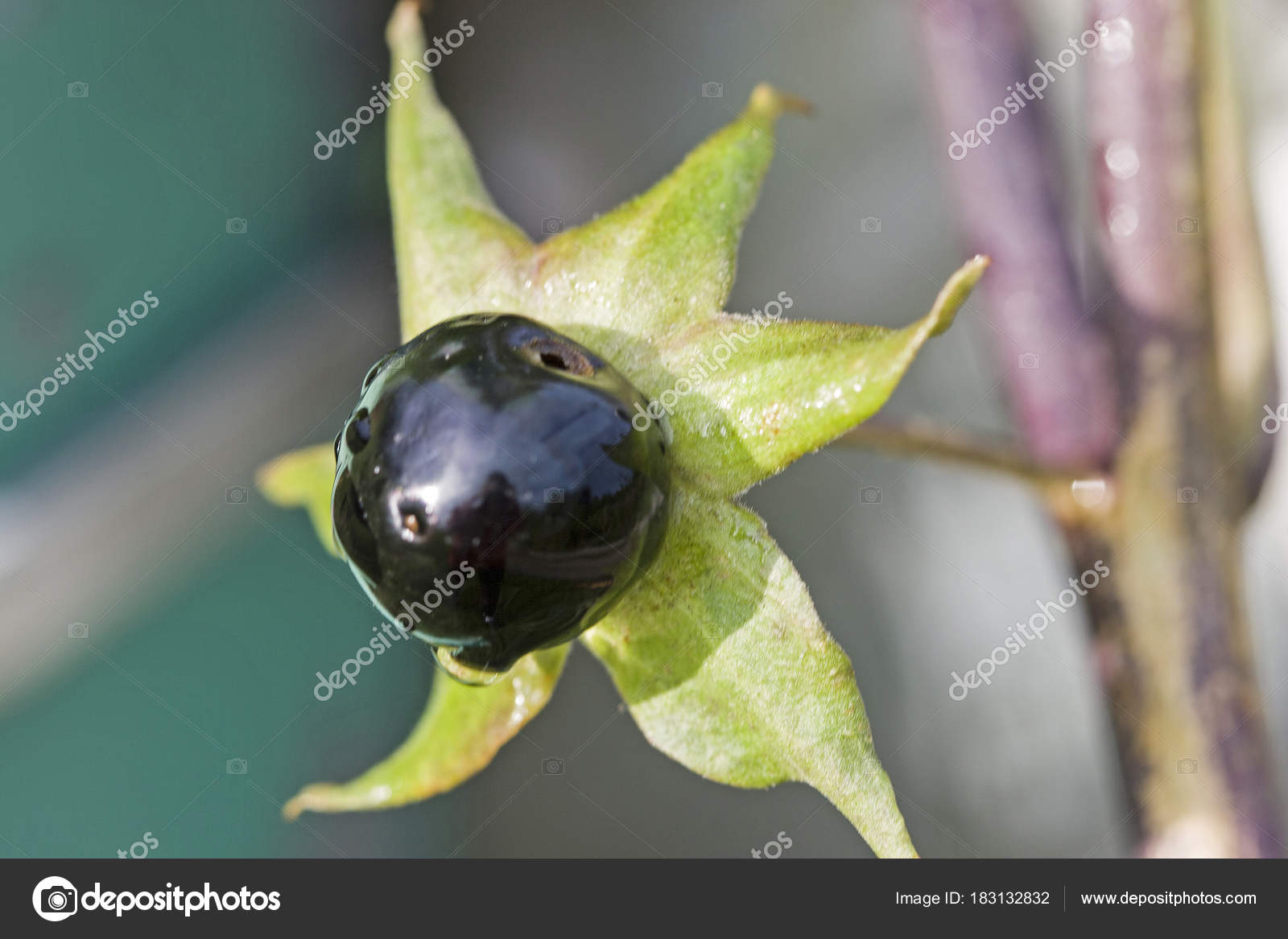 Belladone noire dans la nature — Photo de stock par ©Tinieder - 183132832