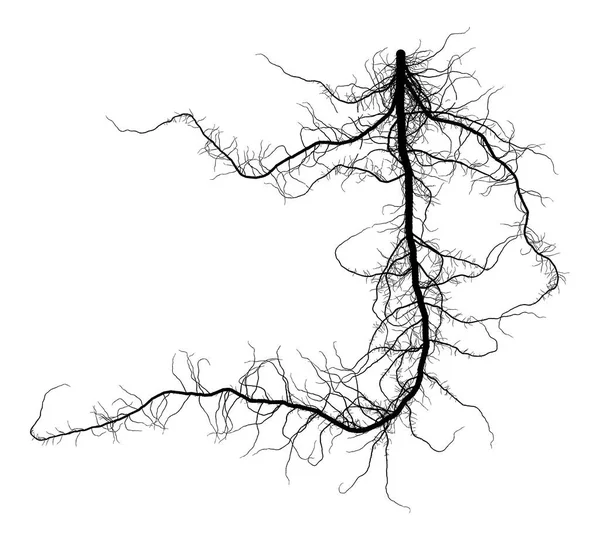 77 Fibrous root Vector Images | Depositphotos