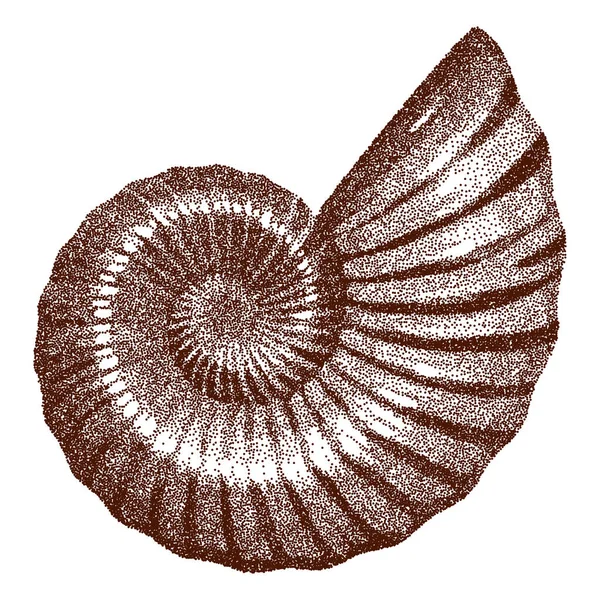Ammonite Vector Art Stock Images | Depositphotos