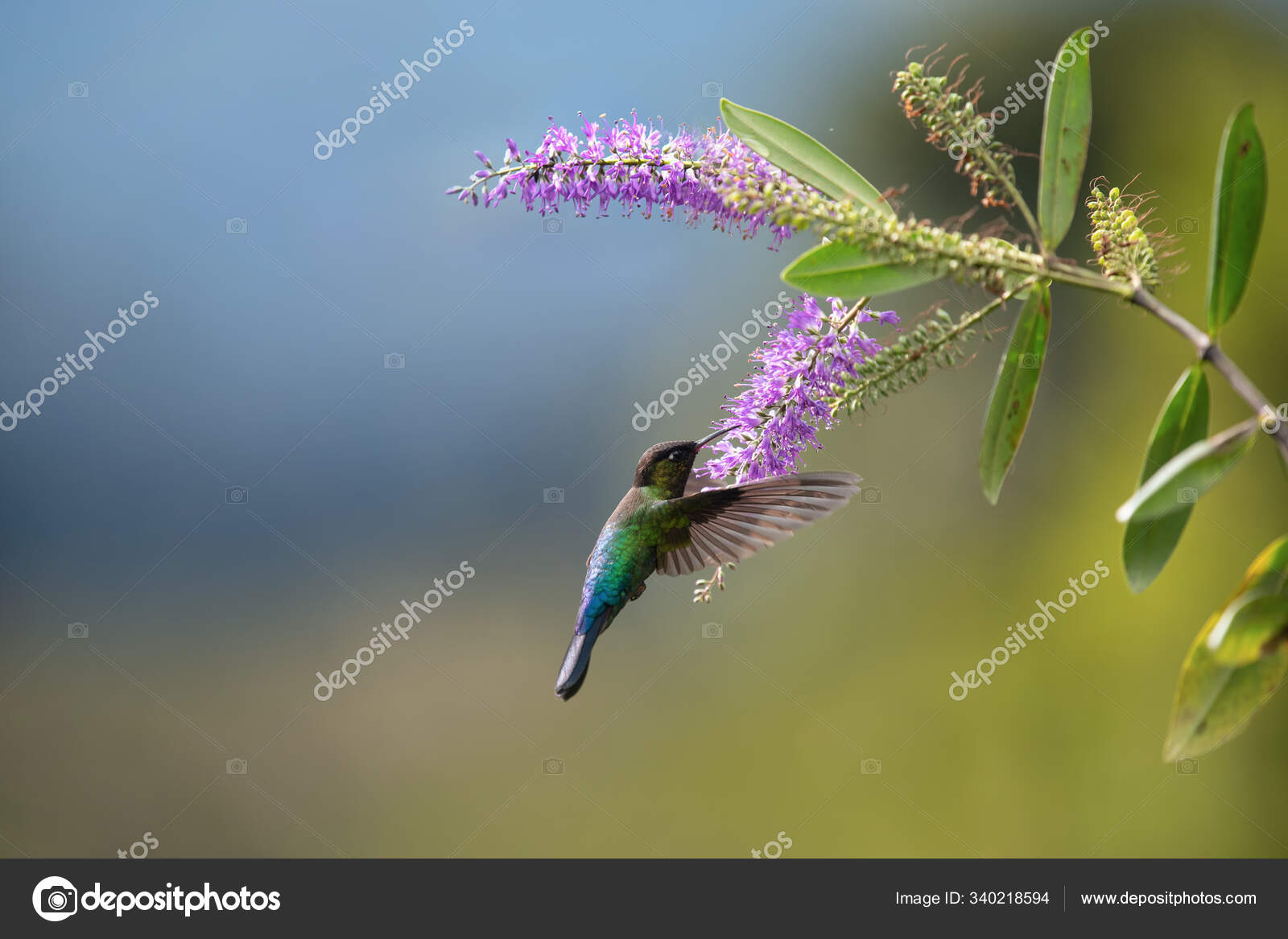 Vuelo Hermoso Colibrí Costa Rica — Foto de stock © barunka262 #340218594