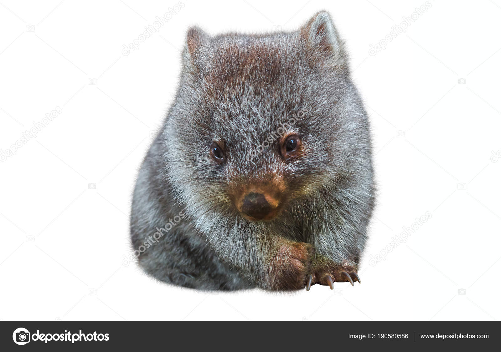 Little australian wombat ⬇ Stock Photo, Image by © bennymarty #190580586