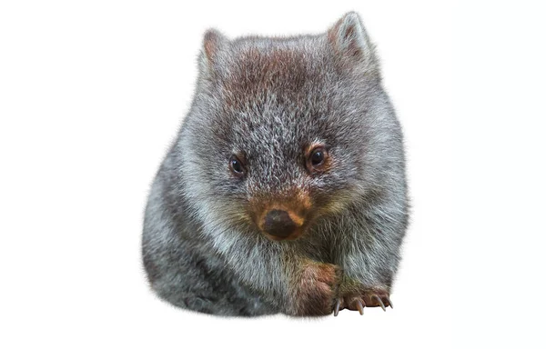 Bébé wombat Stock Photos, Royalty Free Bébé wombat Images | Depositphotos