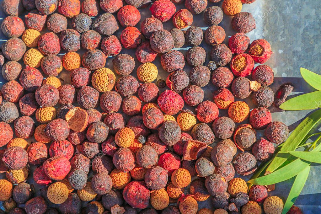 Semilla de árbol de sándalo 2024