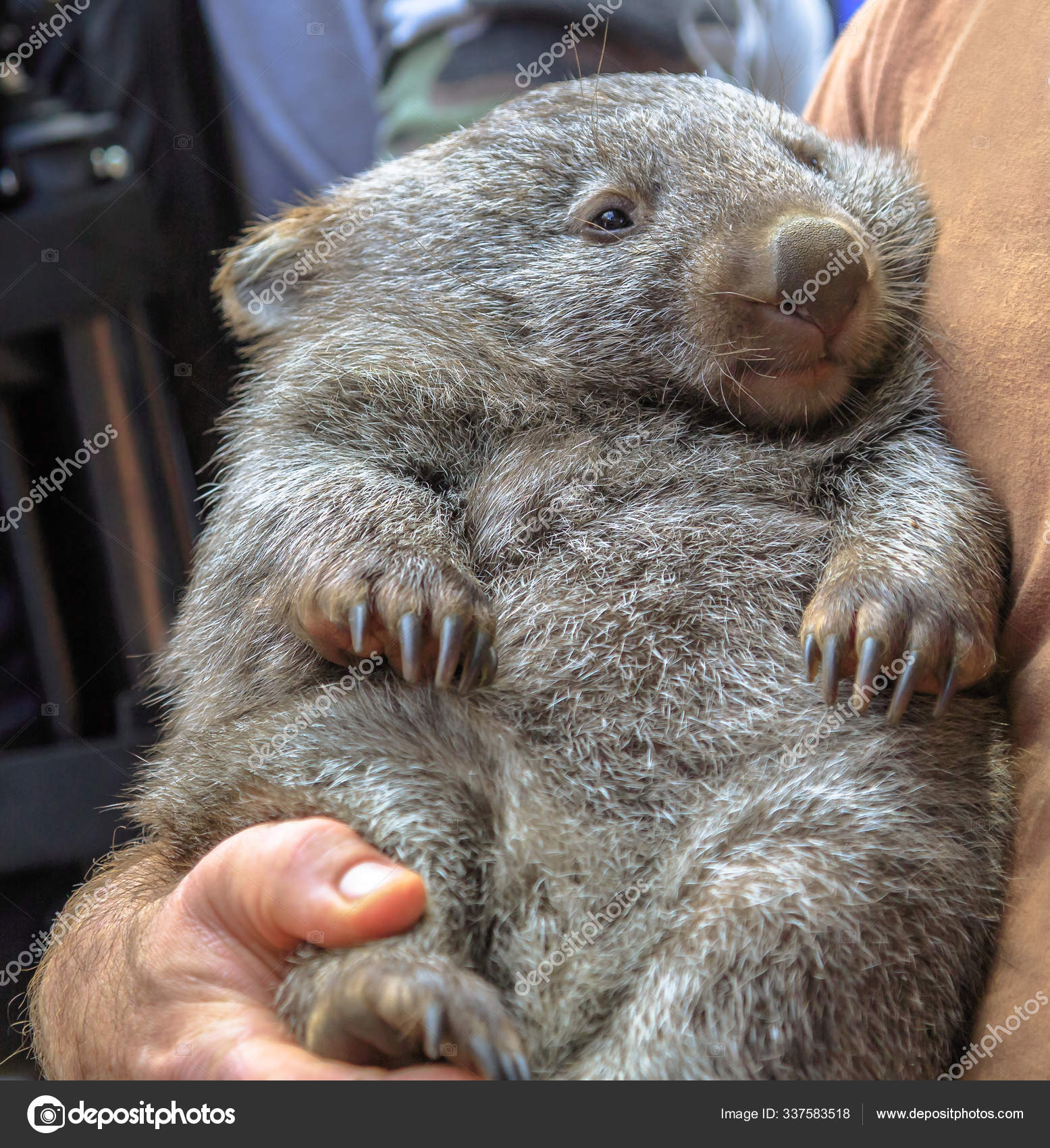 Wombat holding Australia Stock Photo by ©bennymarty 337583518