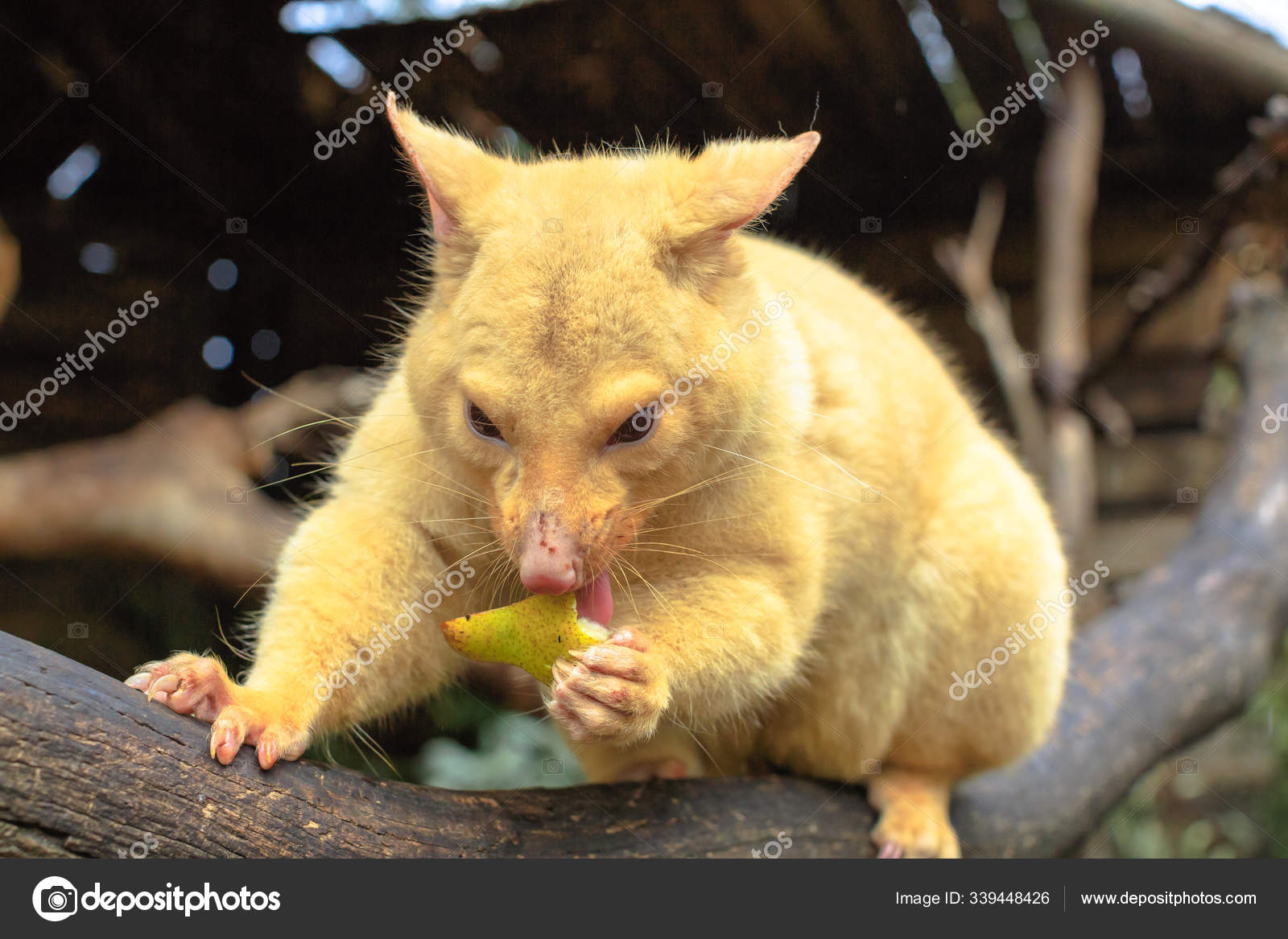 Golden brushtail possum Stock Photo by ©bennymarty 339448426
