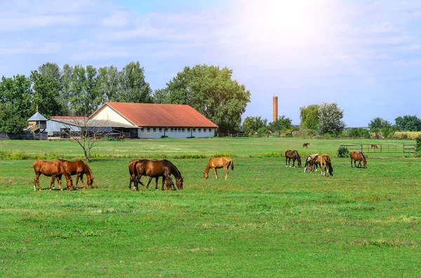 Colt farm Stock Photos, Royalty Free Colt farm Images | Depositphotos