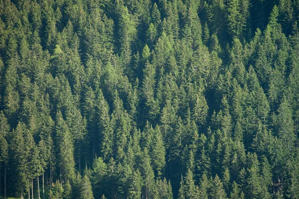 National forest Stock Photos, Royalty Free National forest Images ...