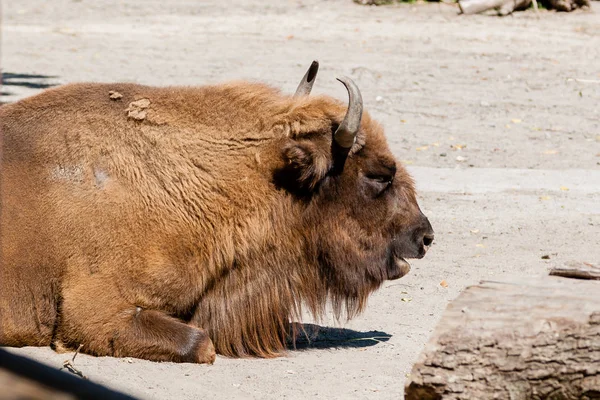 Dead buffalo Stock Photos, Royalty Free Dead buffalo Images | Depositphotos