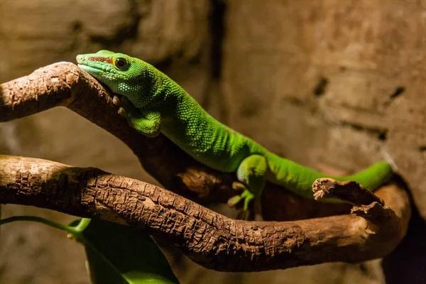 Green gecko lizard sits on a close-up branch - Stock Image - Everypixel