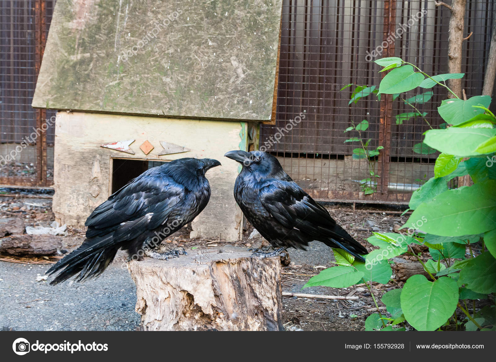 Beautiful black crows sit on a stump — Stock Photo © coldmoon #155792928