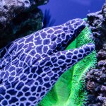 Leopard moray eel fish Stock Photo by ©Minakryn 193024942