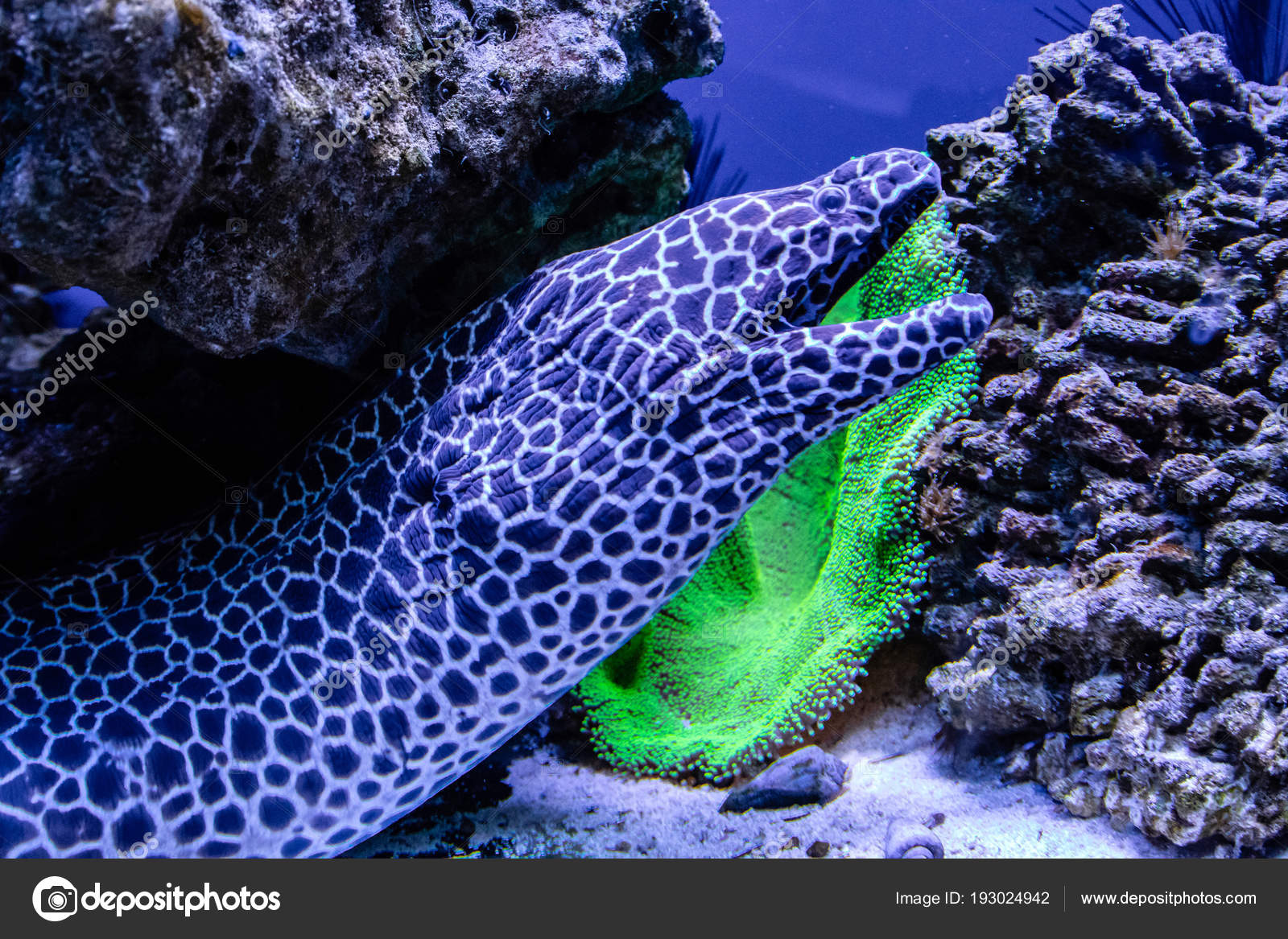 Leopard moray eel fish Stock Photo by ©Minakryn 193024942