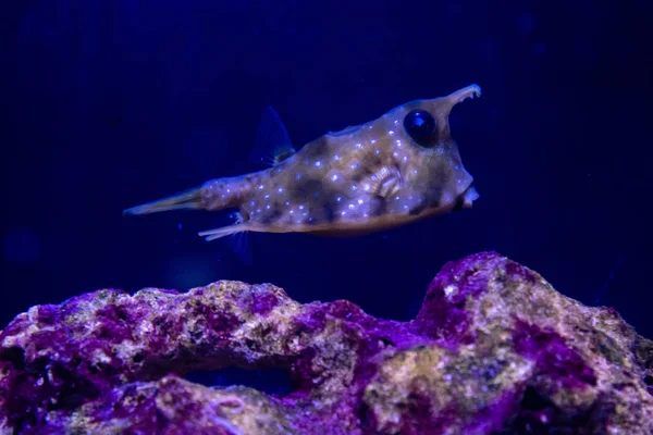 Baby Roundbelly Cowfish