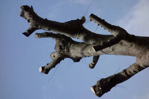 Tree arm Stock Photos, Royalty Free Tree arm Images | Depositphotos