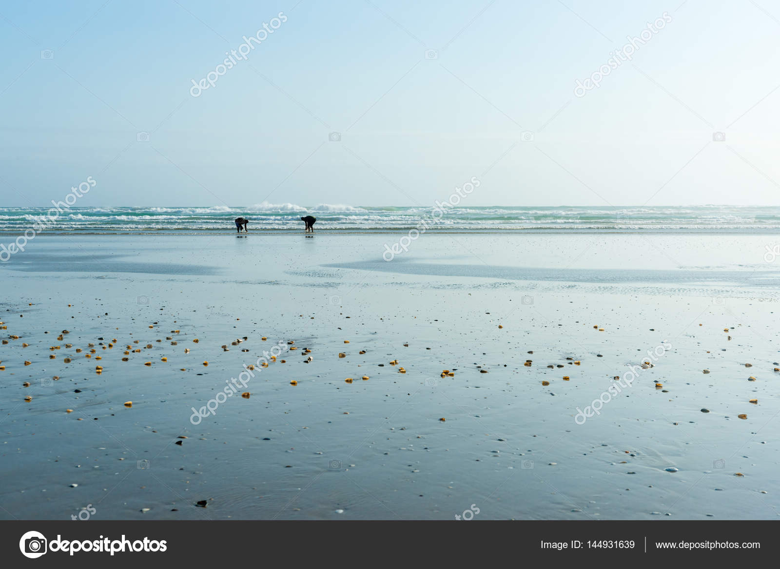 Small distant figures of shellfish collectors on wide flat sand at ...