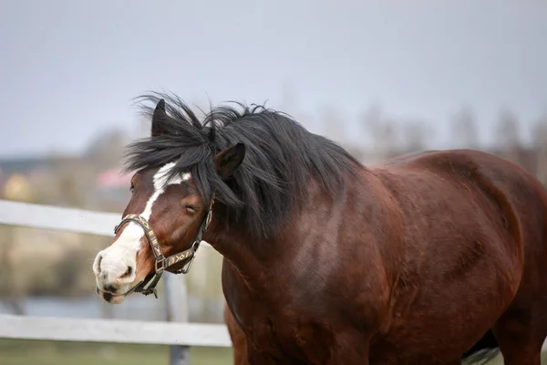 Draft horse line Stock Photos, Royalty Free Draft horse line Images ...
