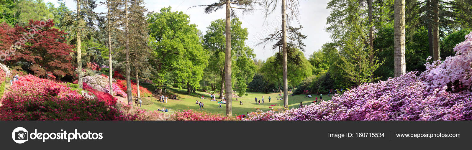 People rest among blooming azaleas in the Virginia Water Park, The ...