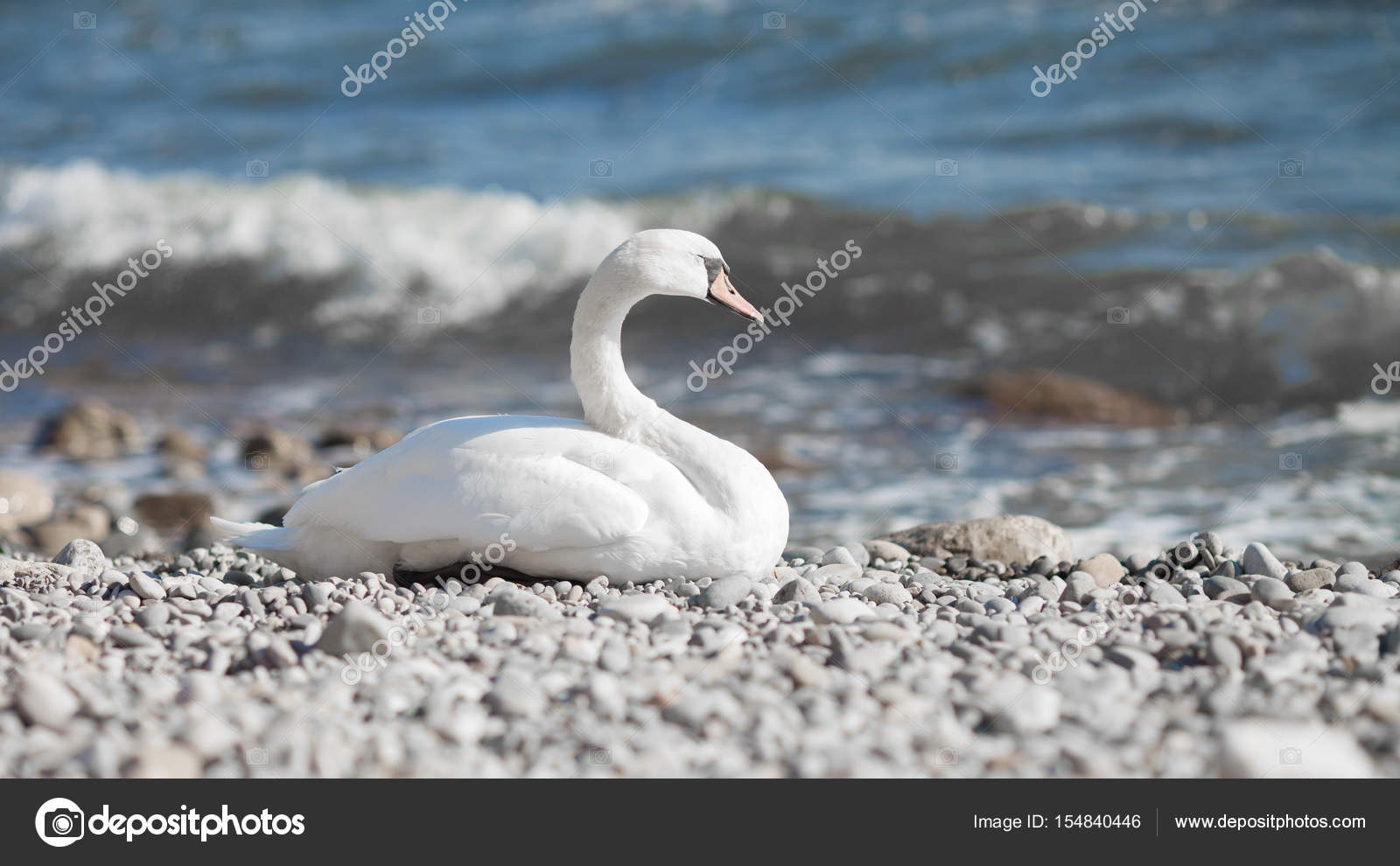 Swan on sea background. Stock Photo by ©Lashkhidzetim 154840446