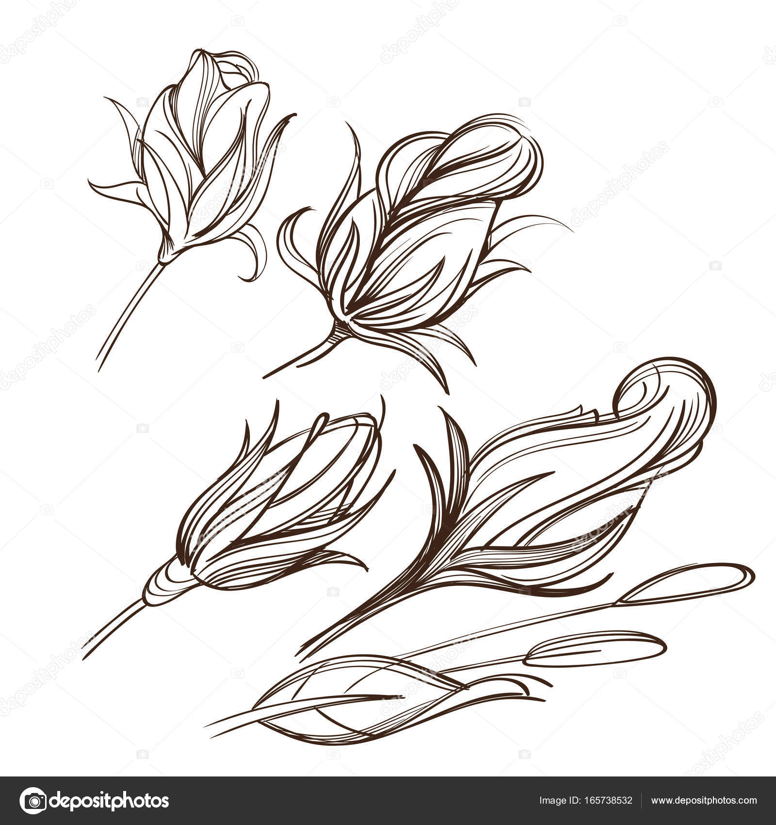 Rose Bud Outline