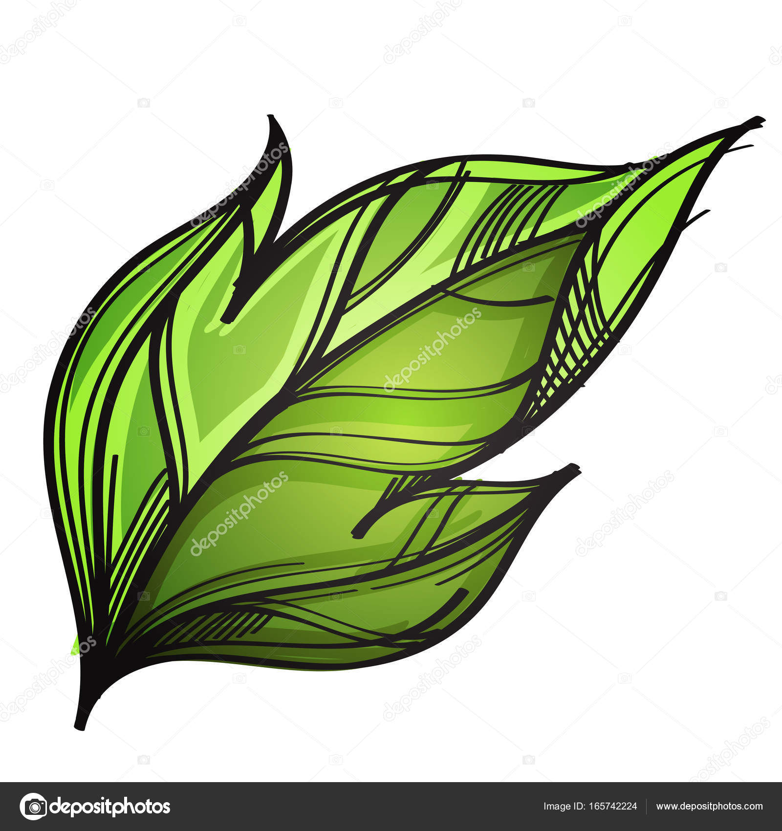 One green leaf Stock Vector Image by ©filkusto #165742224