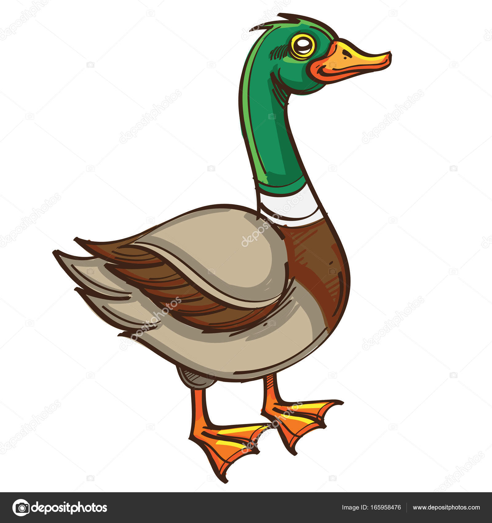 Drake duck on white Stock Vector by ©filkusto #165958476