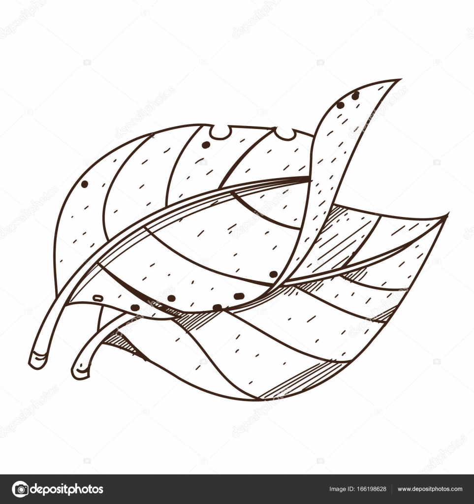 Daun. Tembakau. Gambar garis luar Vektor Stok oleh ©filkusto 166198628