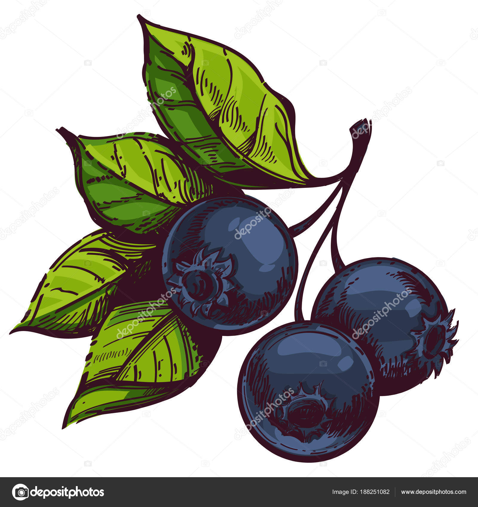 Blueberries Leaves Isolated White Background Stock Vector by ©filkusto 188251082
