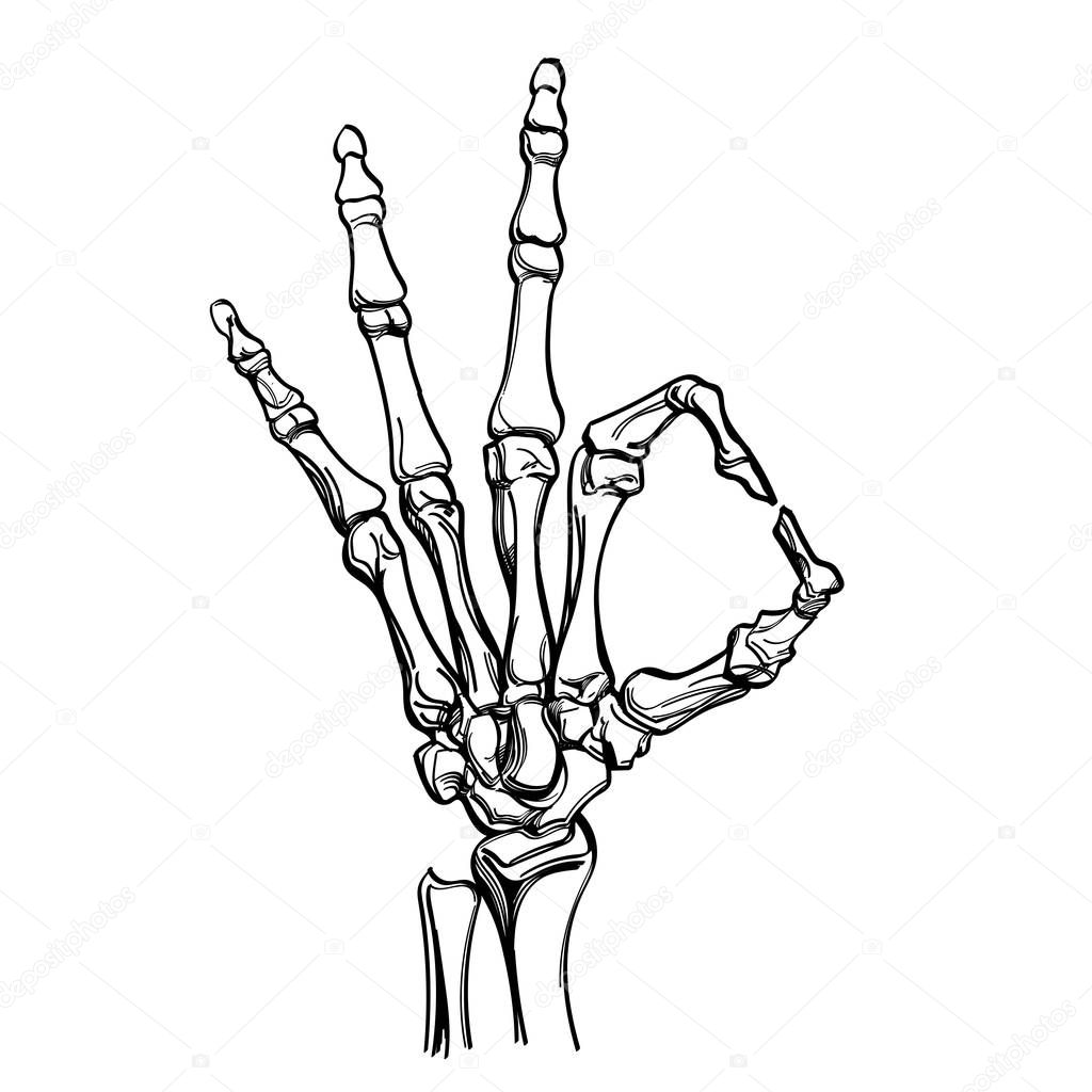 Vector Skeleton Hand Showing Gesture Isolated White Background — Stock ...