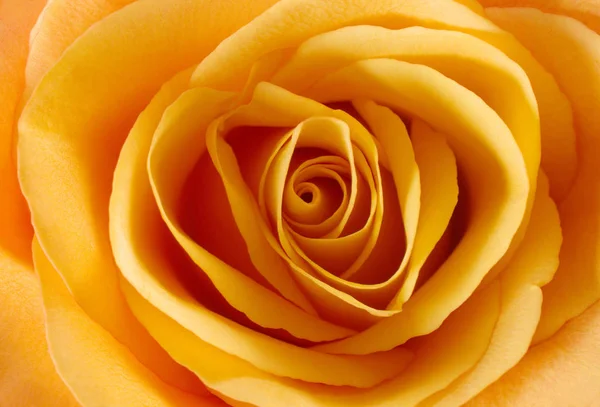 Yellow Rose Closeup Background Stock Photo by ©100502500 195806568
