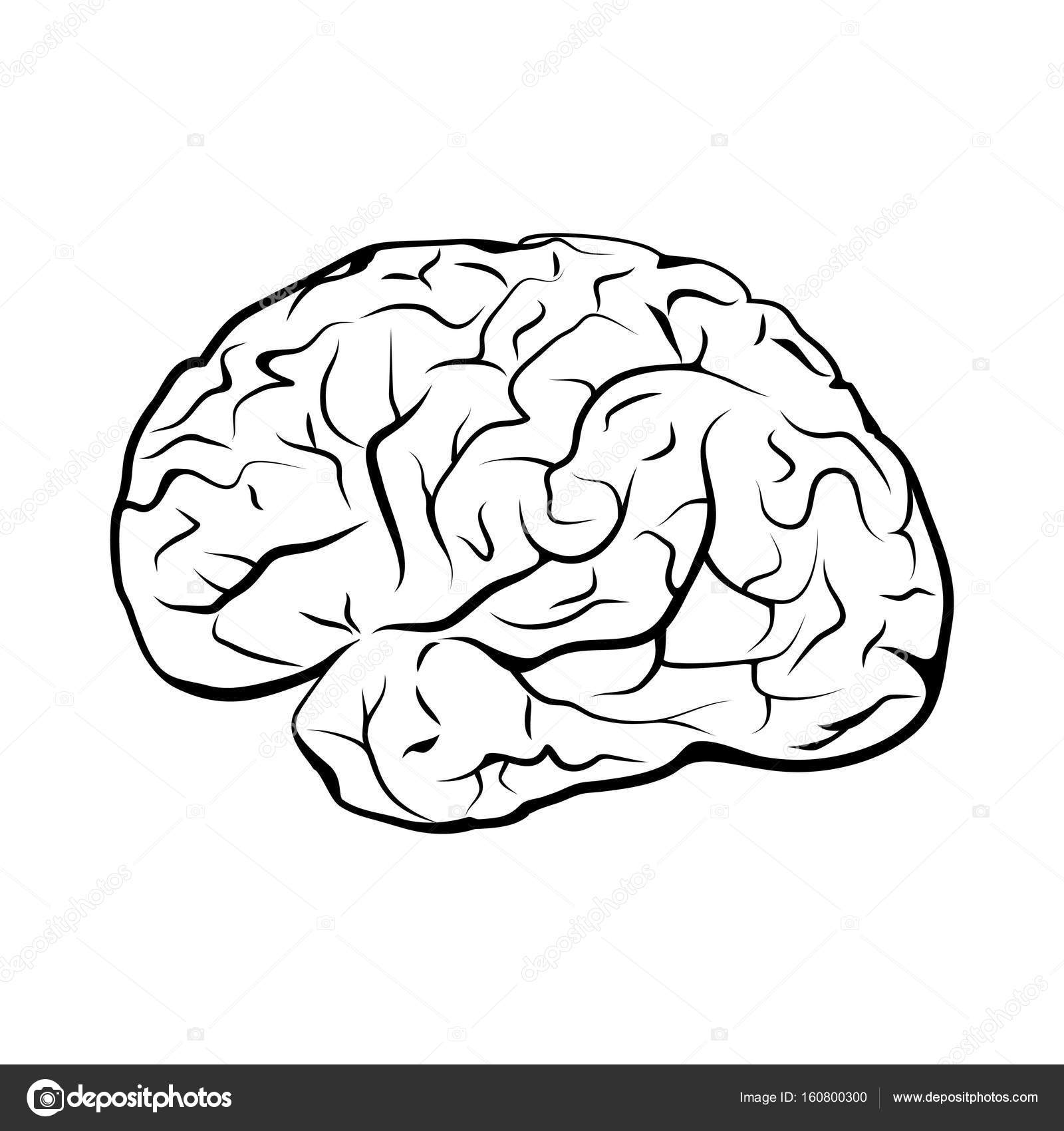 Brain Graphic Black And White