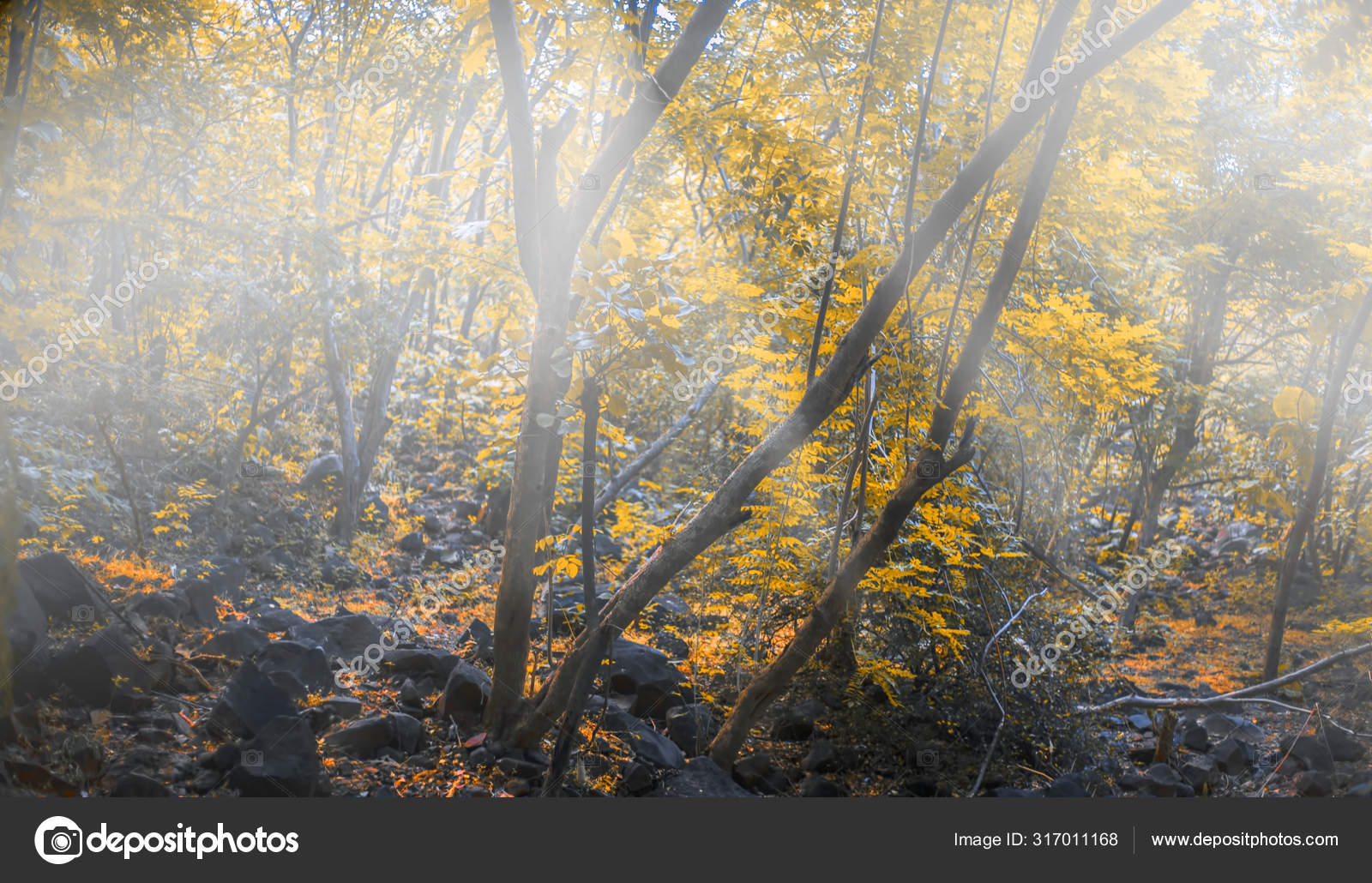 Tyndall Effect Canopy
