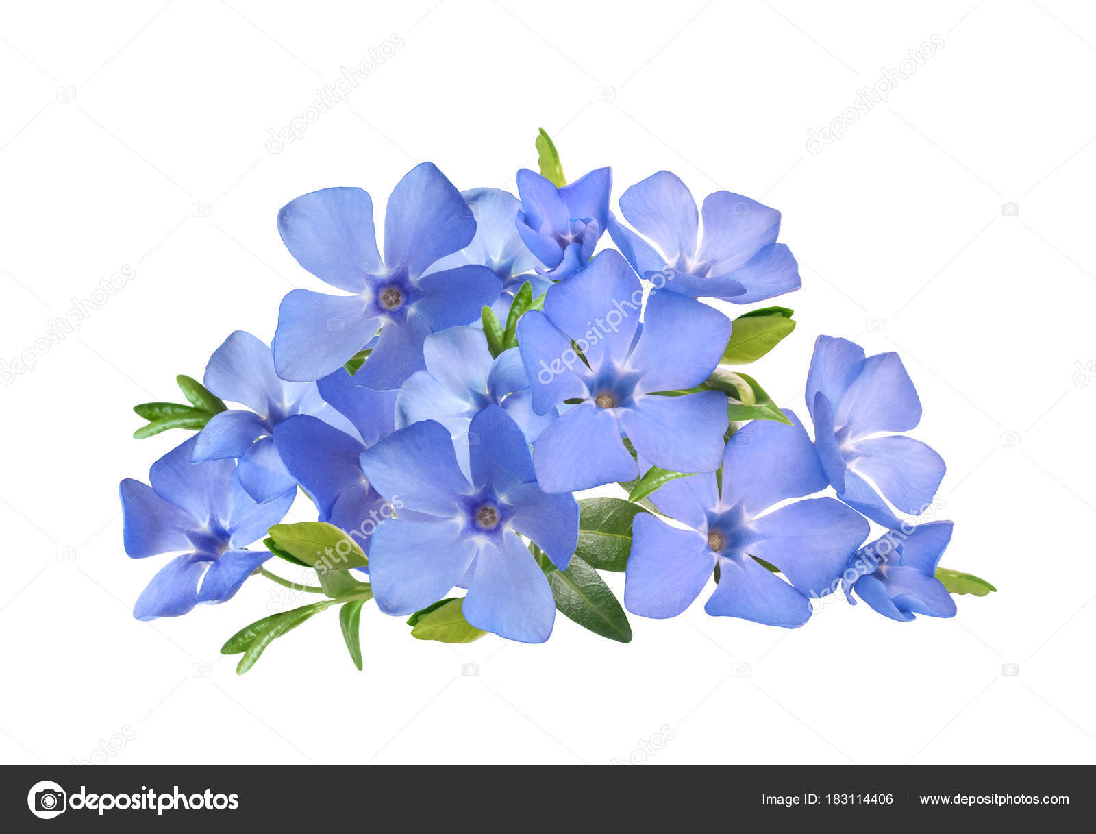 Periwinkle Colored Flowers