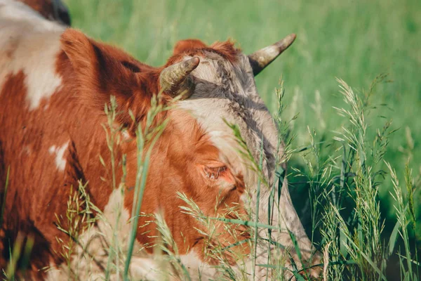 Cow marriage Stock Photos, Royalty Free Cow marriage Images | Depositphotos