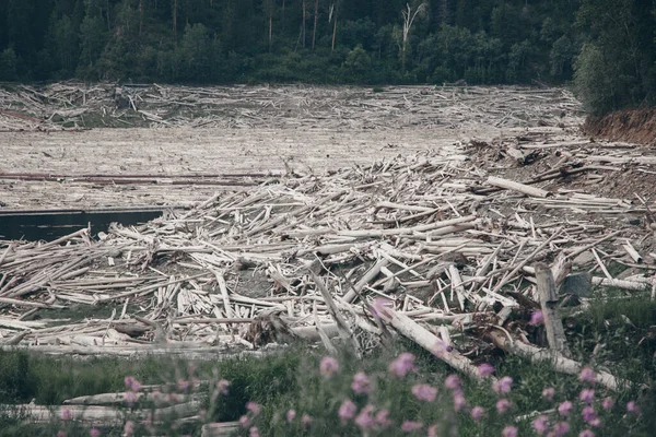 dry fallen trees on the ground. Sawmill, wood industry, construction ...