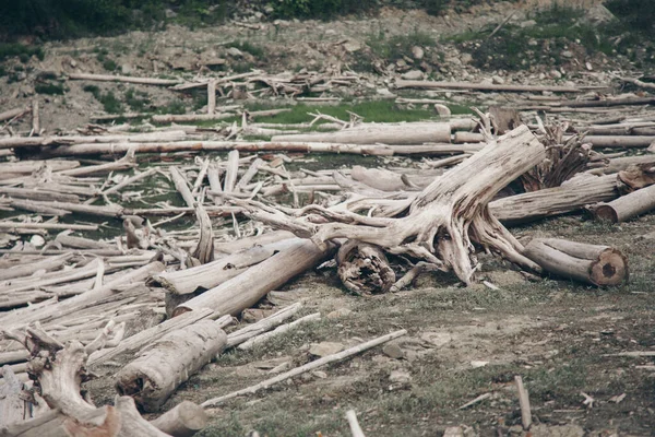 dry fallen trees on the ground. Sawmill, wood industry, construction ...