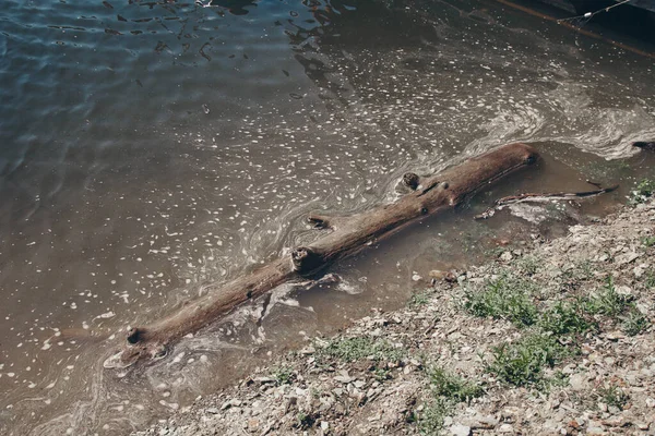 the log floats in the water. Sawmill, woodworking industry ...
