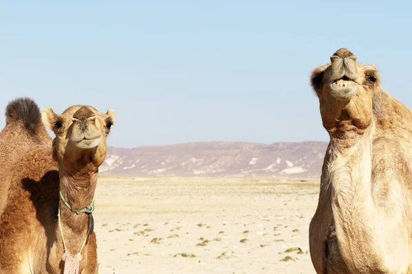 Funny camel Stock Photos, Royalty Free Funny camel Images | Depositphotos