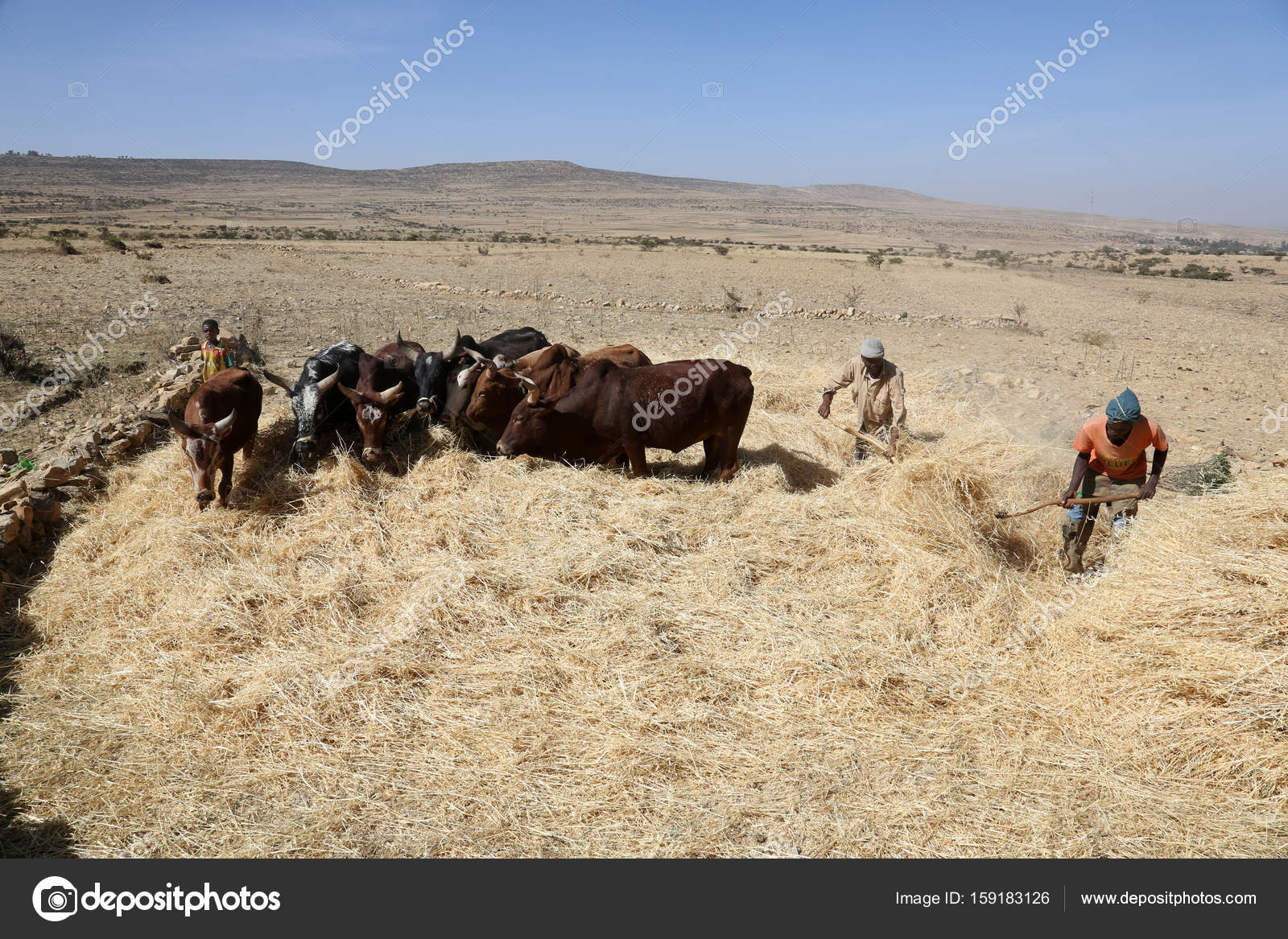 Ethiopian farmer using his cows for threshing harvest — Stock Editorial ...