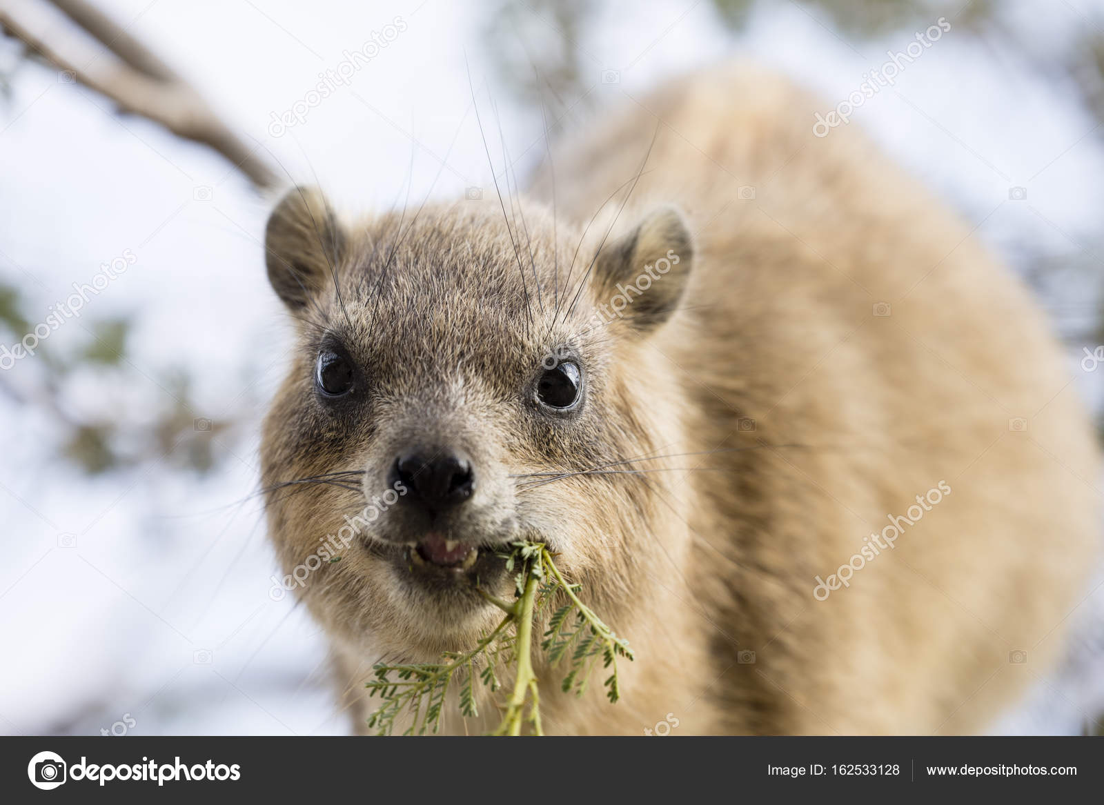 Cliff badger, Rock Hyrax, ein Gedi nature reserve, dead sea, Isr ...