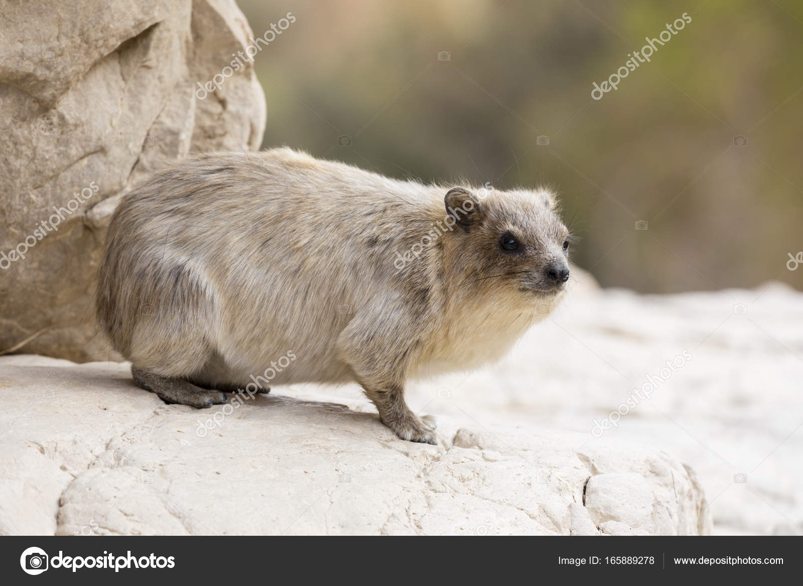 Cliff badger, Rock Hyrax, ein Gedi nature reserve, dead sea, Isr Stock ...