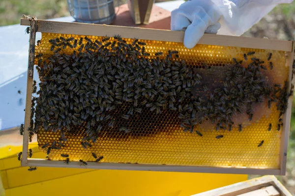 A beekeeper moves frames around inside the bee box - Stock Image ...