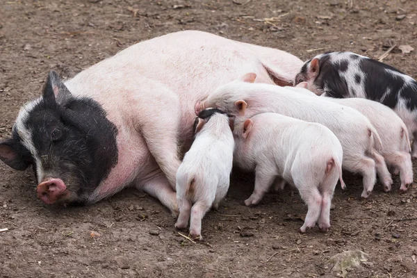 Fertile sow and piglets - Stock Image - Everypixel