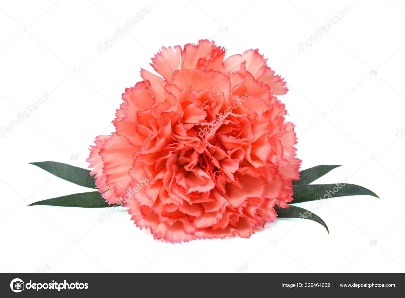 Beautiful Carnation Flower Isolated White Background — Stock Photo ...