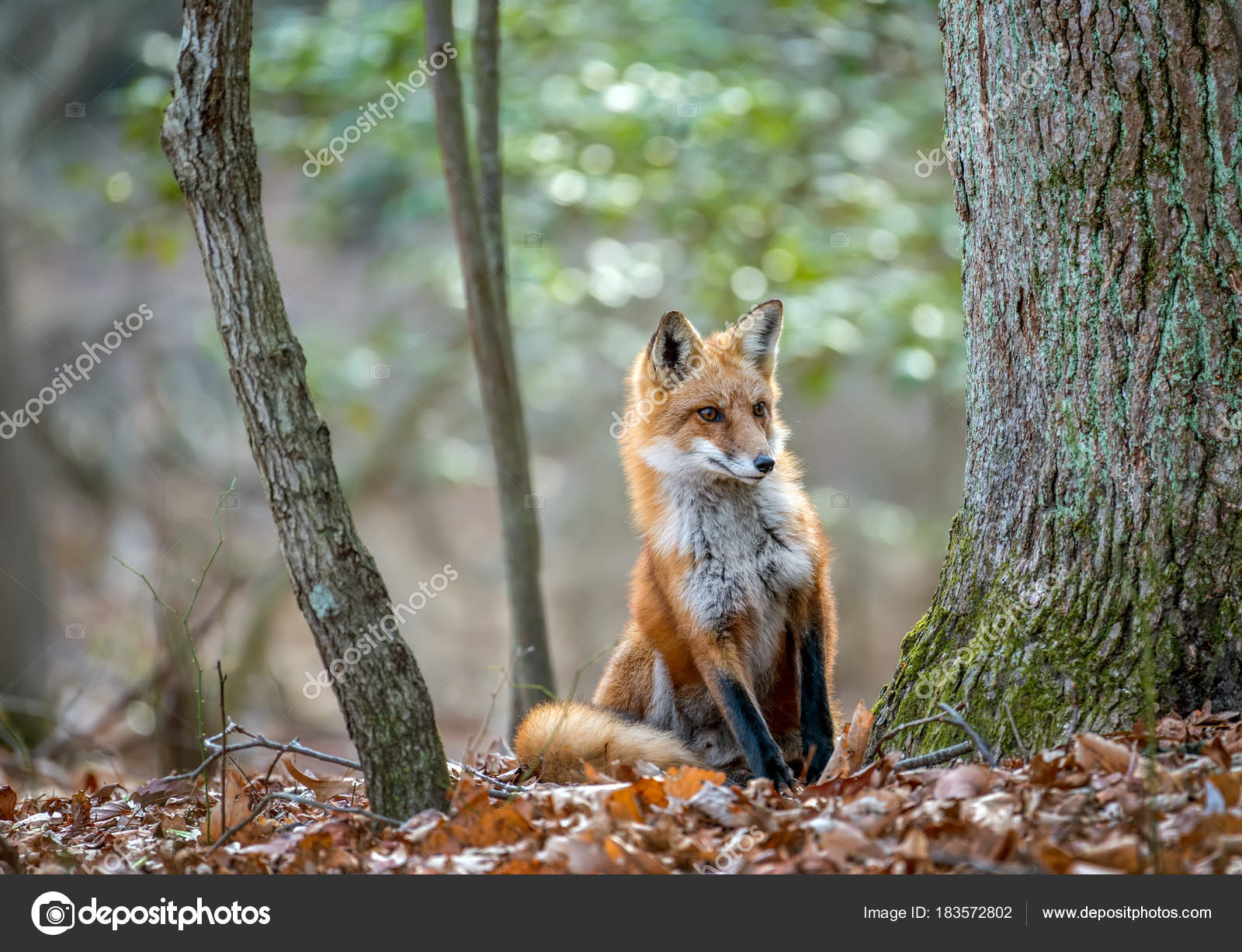 Wild Red Fox looking around a tree in the forest in Autumn Stock Photo ...