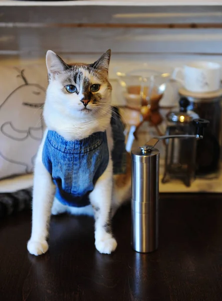 Un gato tomando café fotos de stock, imágenes de Un gato tomando café ...