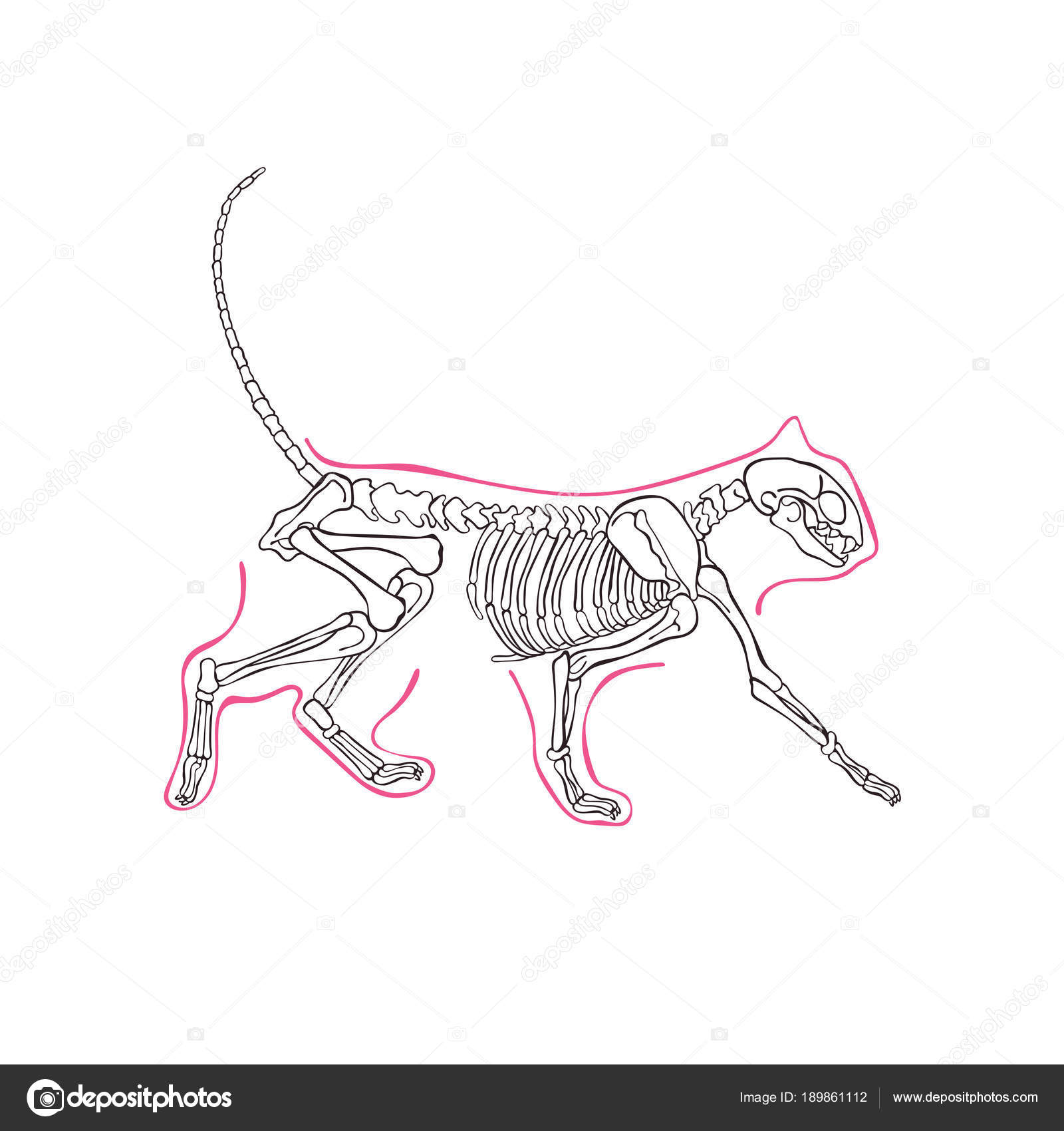 Cat Skeleton Isolated Vector Object White Background Stock Vector by ...