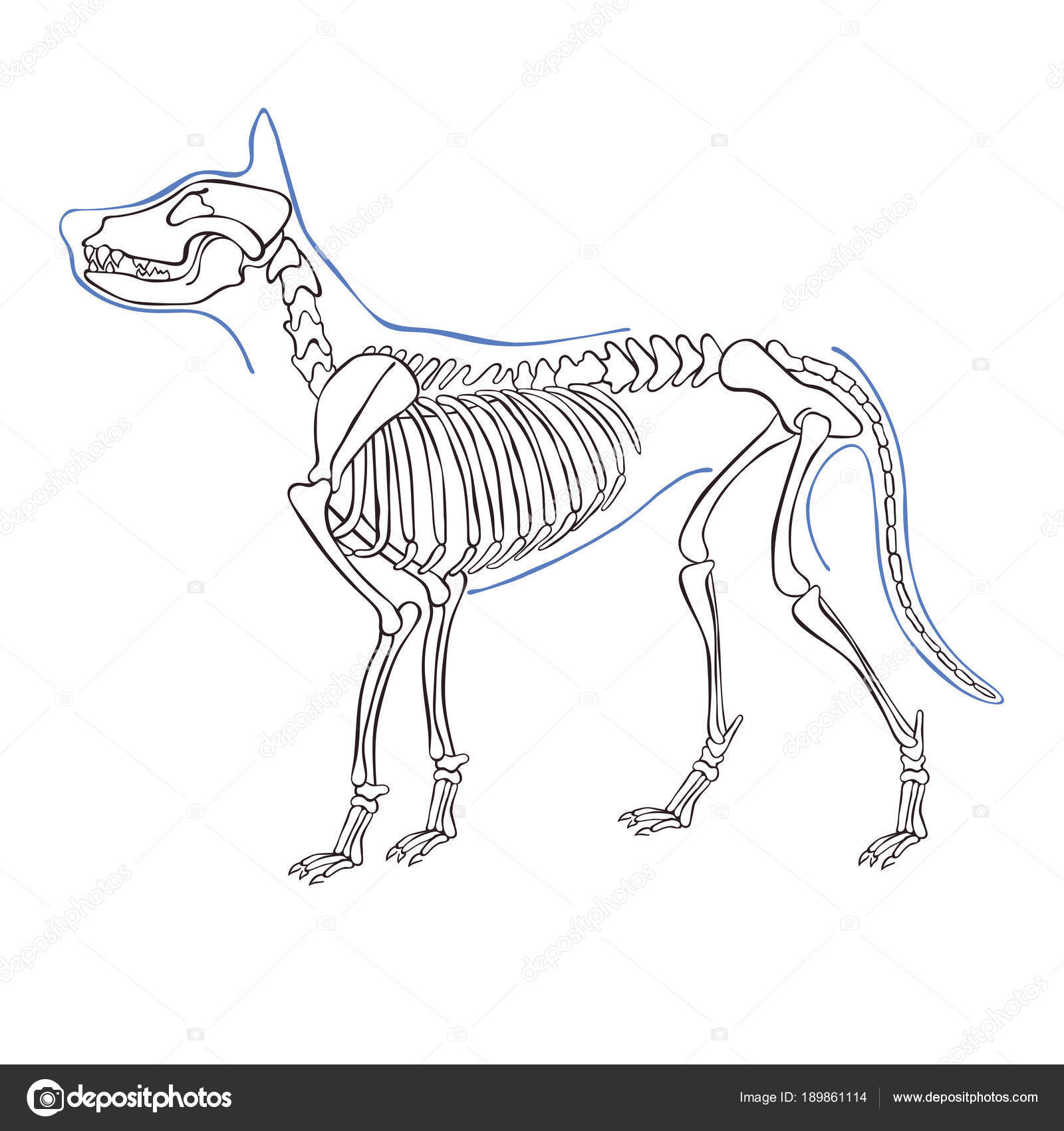 Esqueleto Perro Objeto Vectorial Aislado Sobre Fondo Blanco Vector de ...