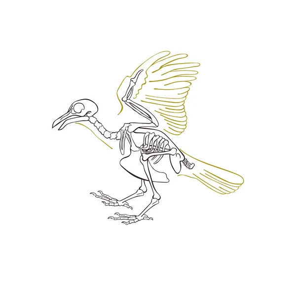 Bird Skeleton Drawing